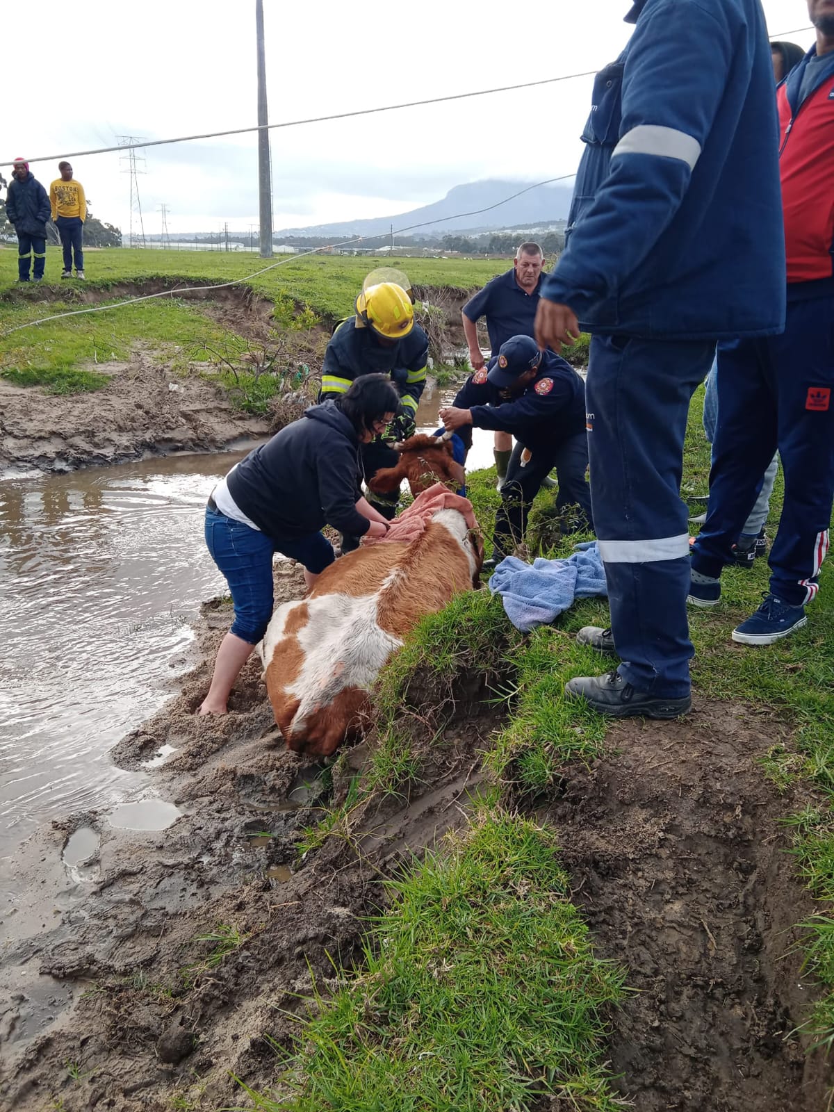 Animal Welfare Society Helderberg | Makhro